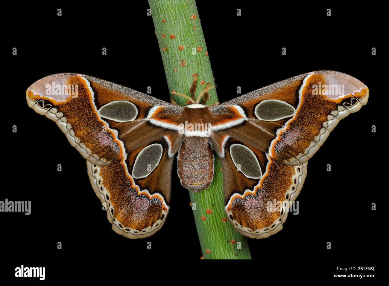 Lebeau's Rotchschildia (Rothschildia lebeau forbesi) aka Forbes ...