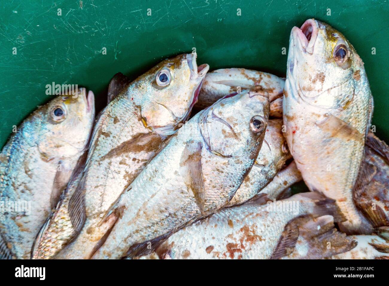Indian Fish Species