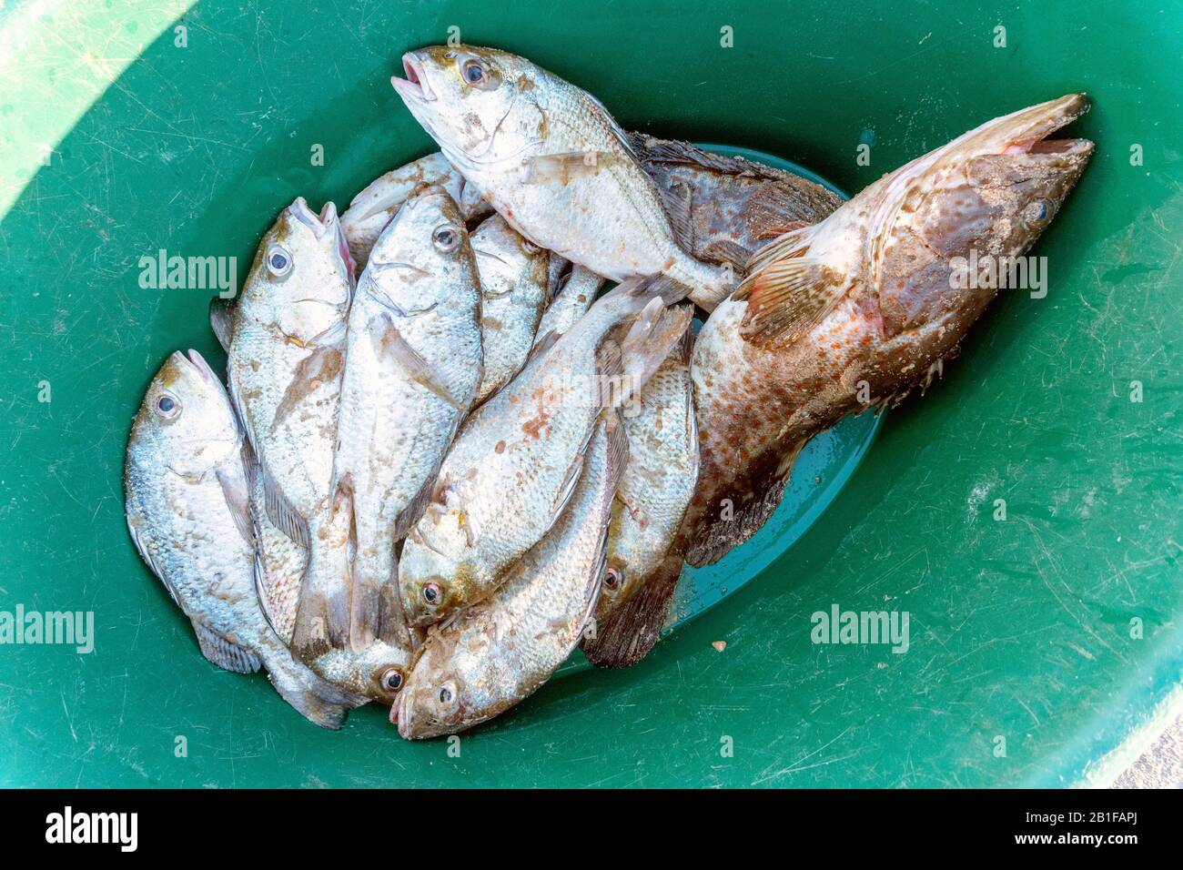 Fresh fish in green bucket caught on Indian ocean on the coast of ...
