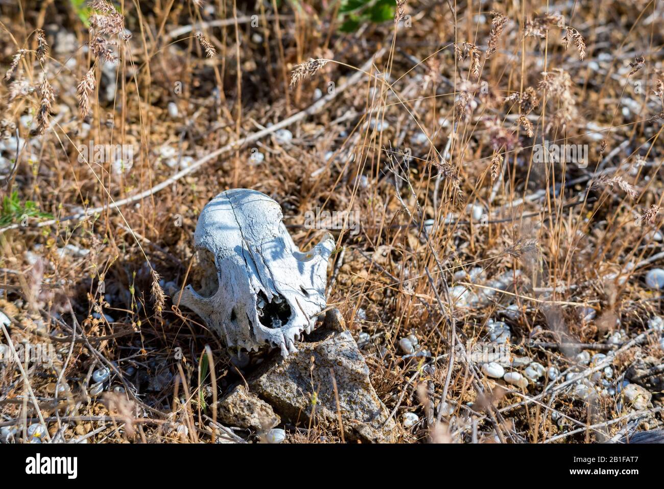 Famine dog hi-res stock photography and images - Alamy