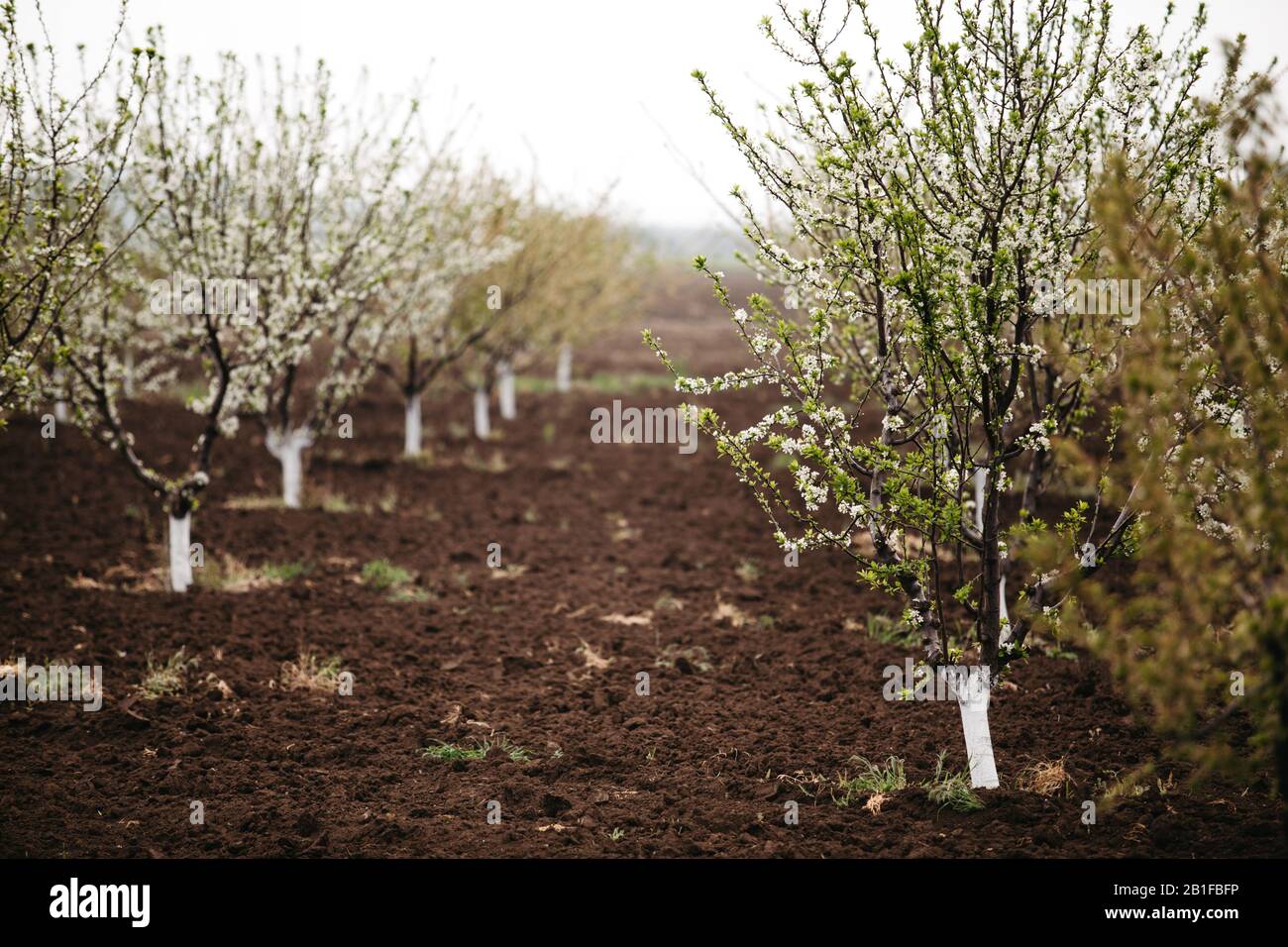 Flowering trees in spring garden on the ground Stock Photo - Alamy