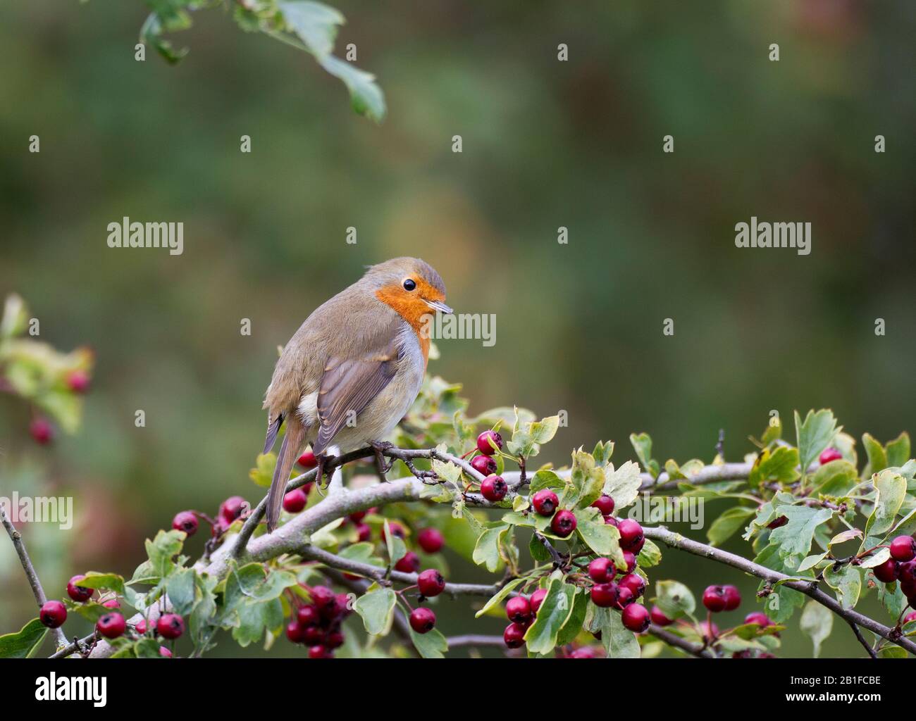 Robin On Hawthorn High Resolution Stock Photography and Images - Alamy