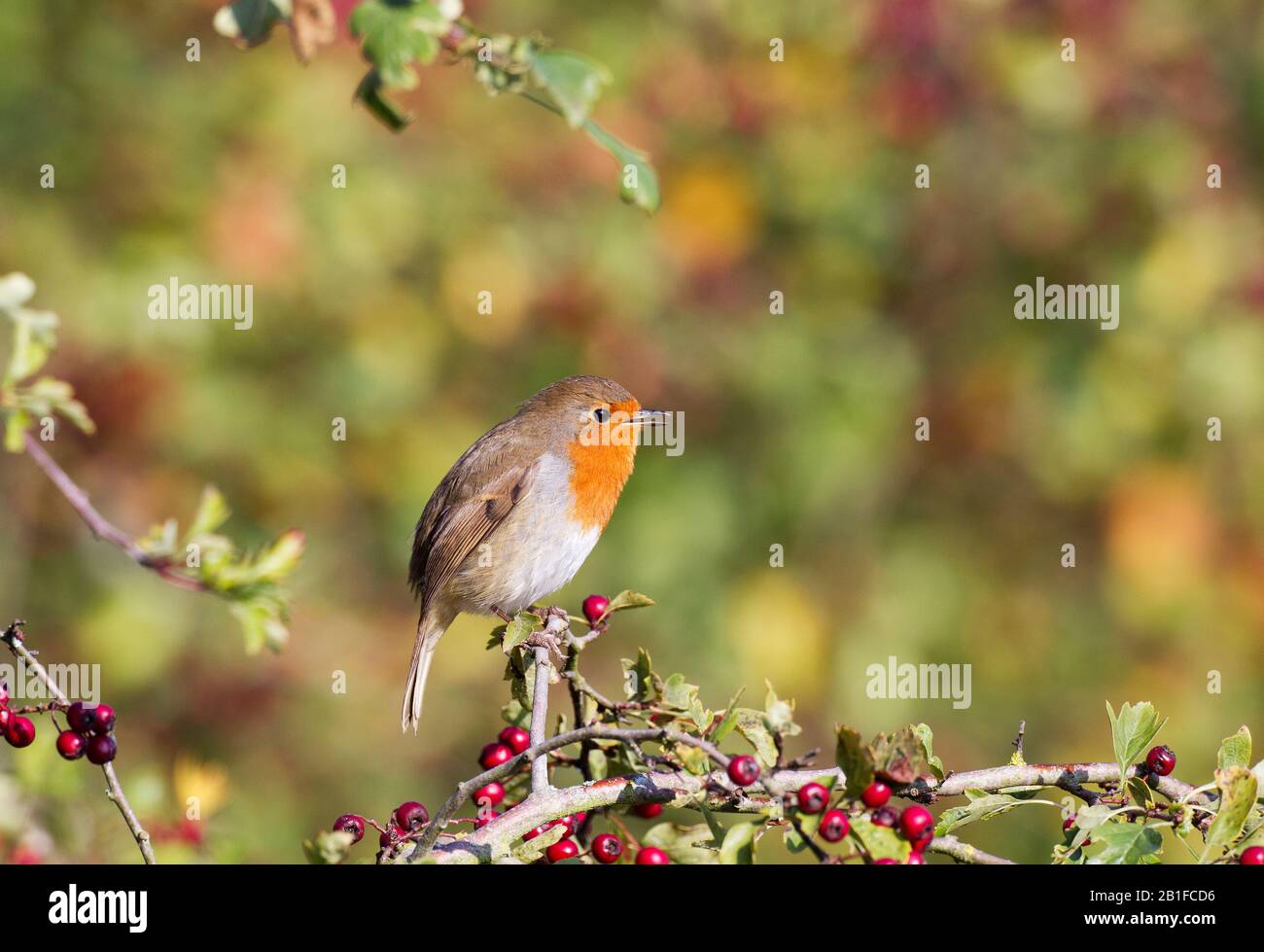 Bird singing autumn uk hi-res stock photography and images - Alamy