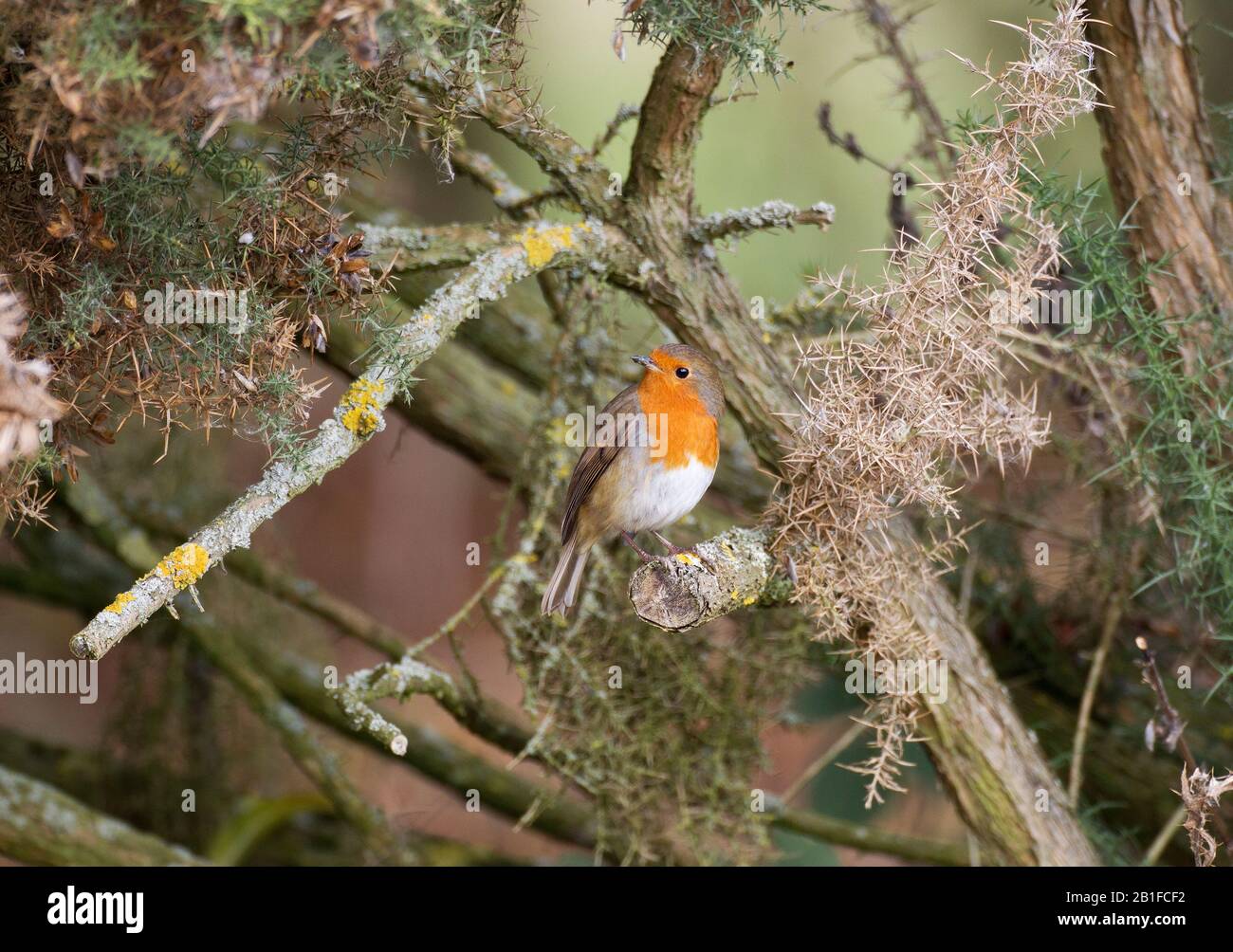 Robin in autumn hi-res stock photography and images - Alamy