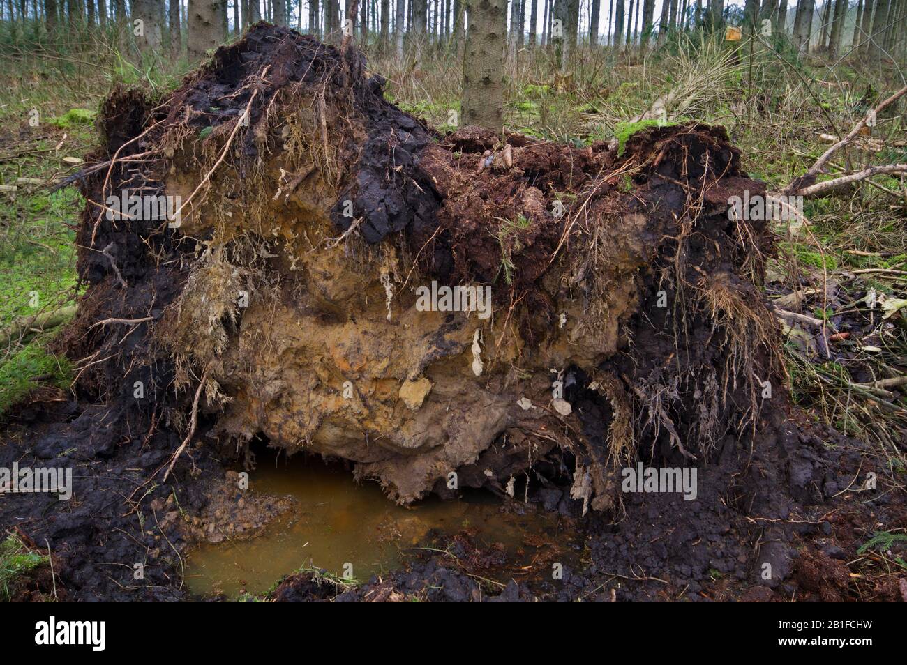 Tree root damage hi-res stock photography and images - Alamy
