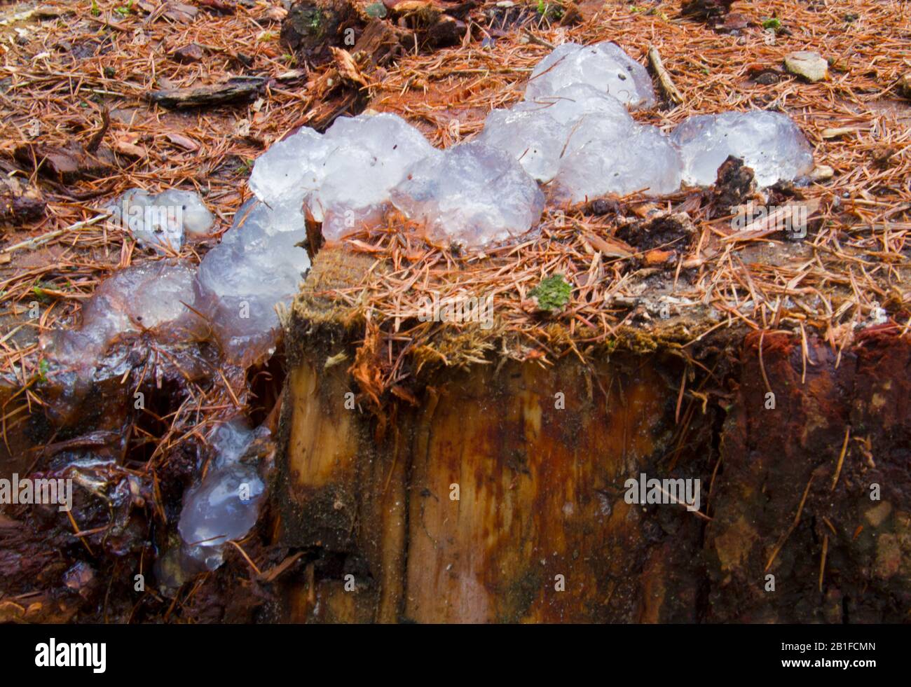Star Jelly on a tree trunk, the ovary of a frog or toad, regurgitated ...