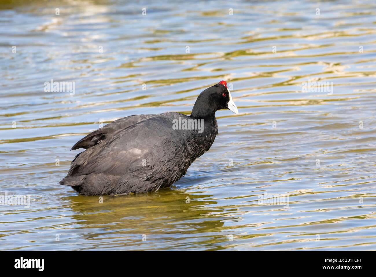 Red-knobbed Coot (Fulica cristata) or Crested Coot in shallows at ...