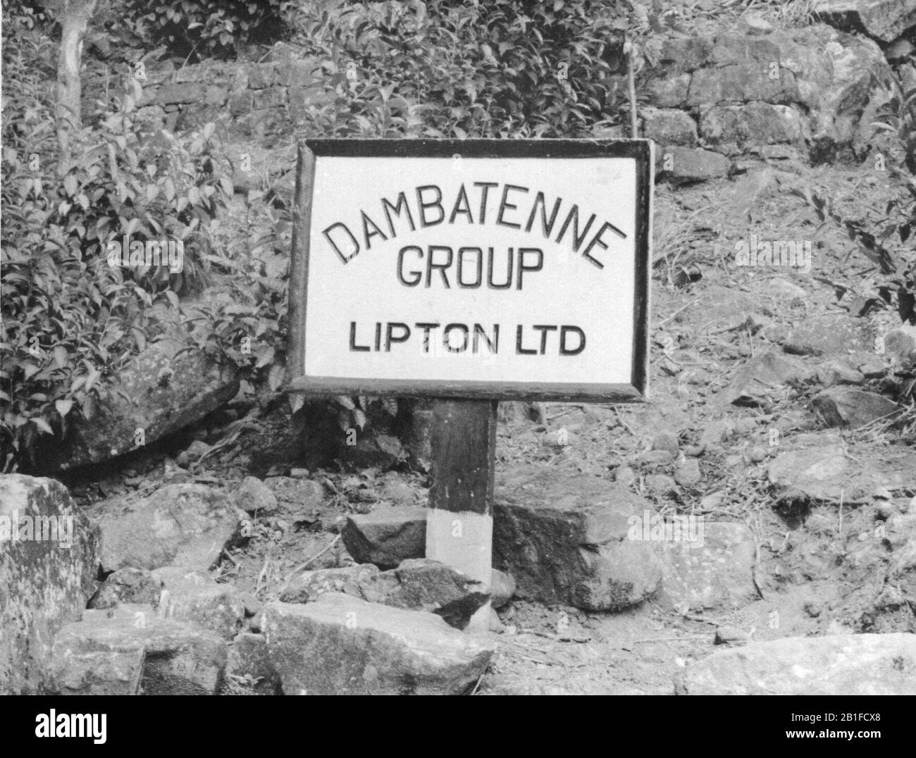 Lipton Tea Factory, Dambatenne, Sri Lanka. 1958 Stock Photo - Alamy
