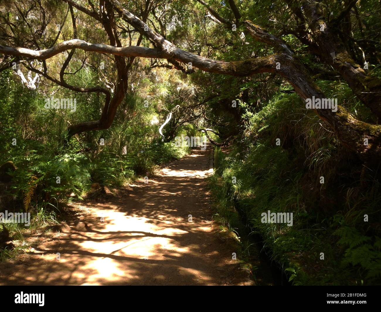 Walk along a path of a green forest passing under a twisted trunk of a ...