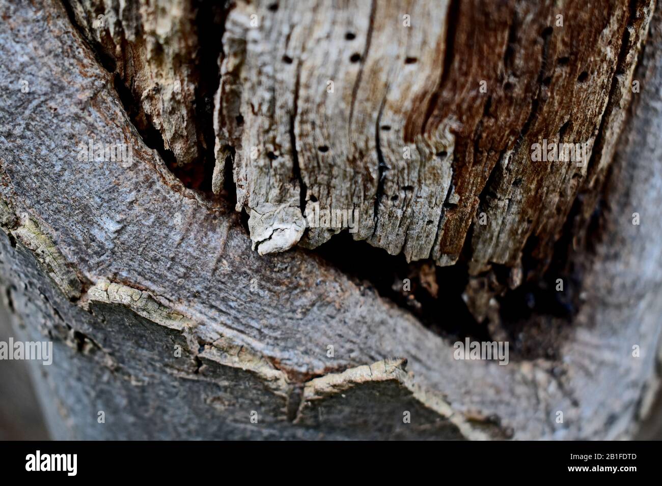 Detail of old and dry tree trunk Stock Photo - Alamy