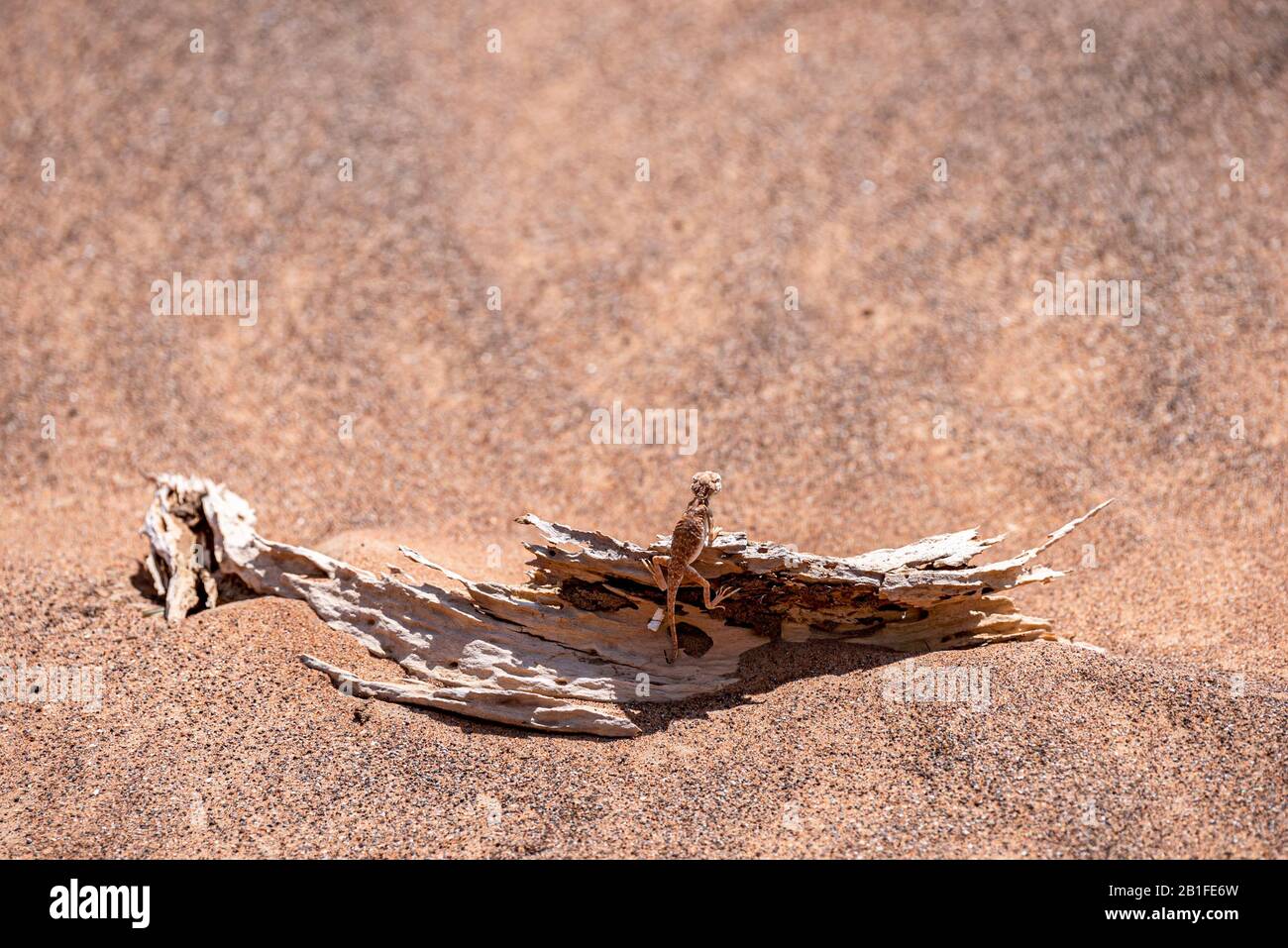 Arabian toad-headed agama (Phrynocephalus arabicus) in the Desert ...
