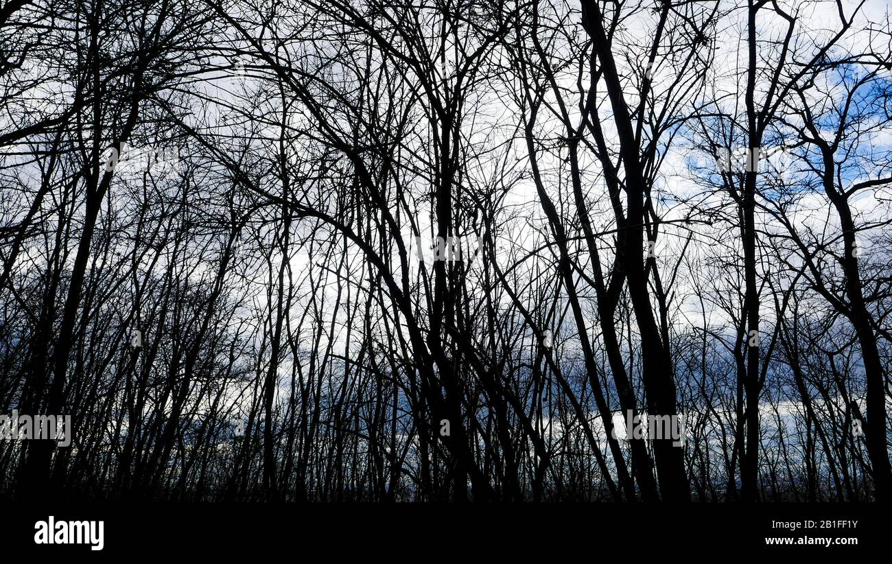 Forested area in suburban district, Saint-Priest, eastern suburb of ...
