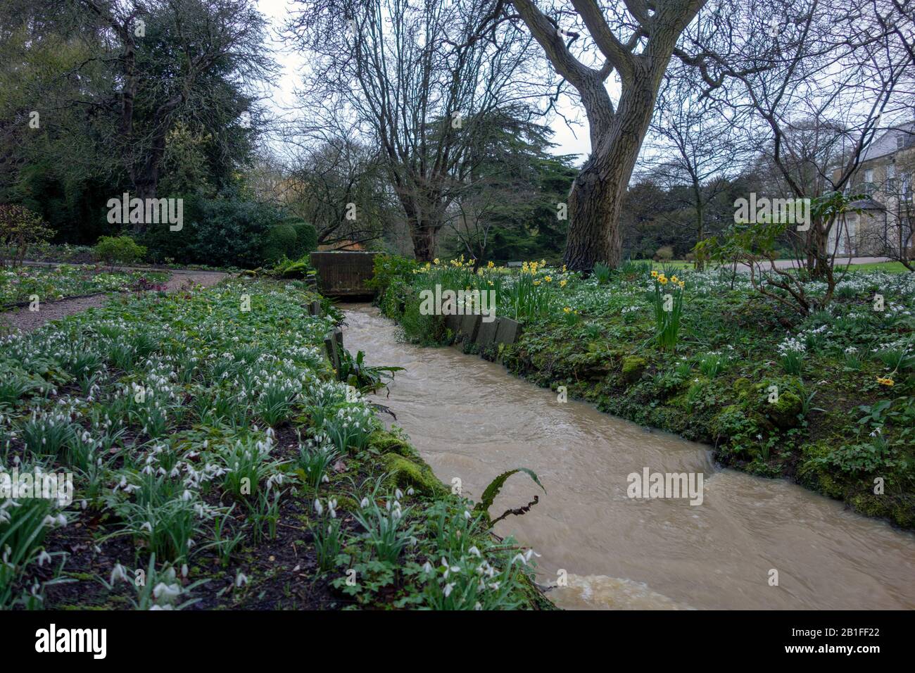 Little Ponton Snowdrop garden in Grantham , UK Stock Photo - Alamy