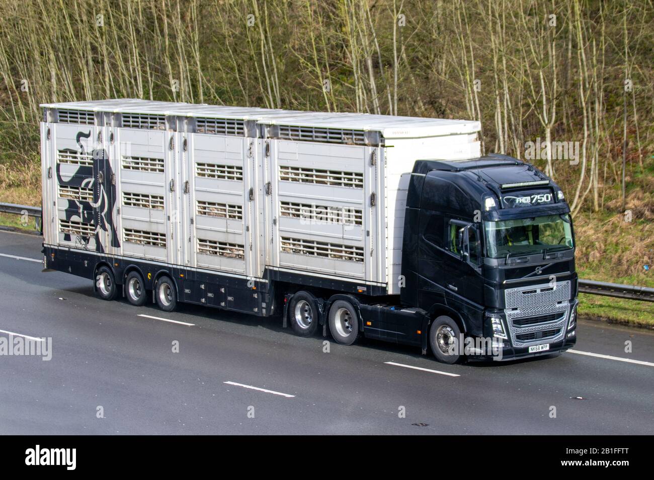 Volvo FH16 750hp Tractor articulated animal transport on the m6 ...