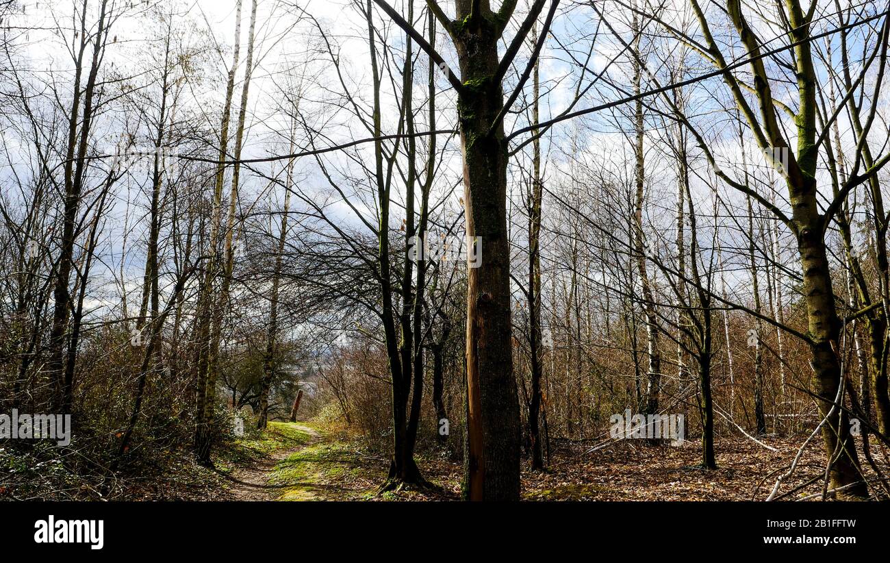 Forested area in suburban district, Saint-Priest, eastern suburb of ...