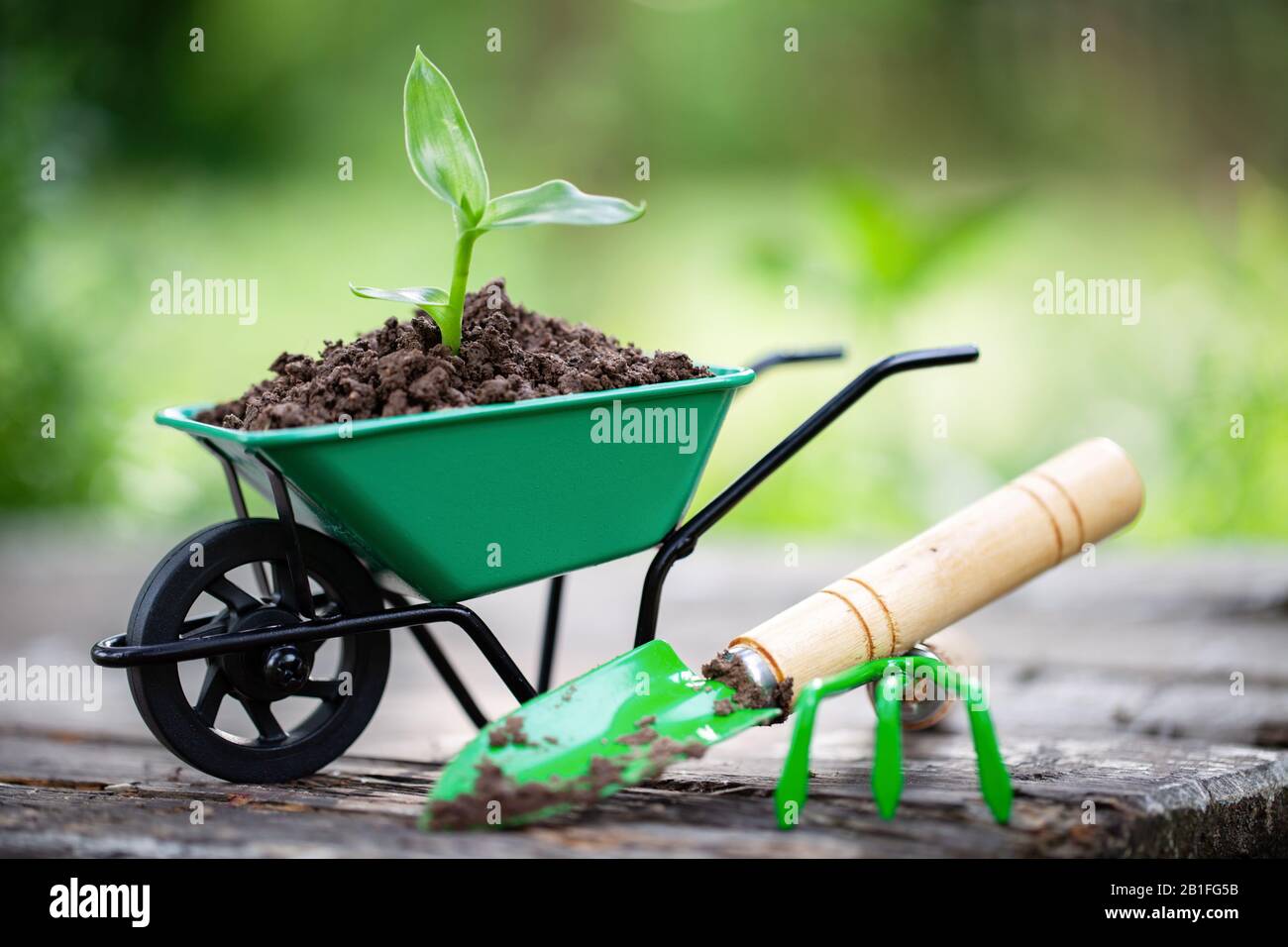 Small wheelbarrow with growing seedling in the soil. Rake and shovel on ...