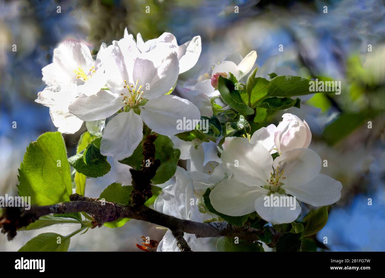 Shooting fruit tree hi-res stock photography and images - Alamy