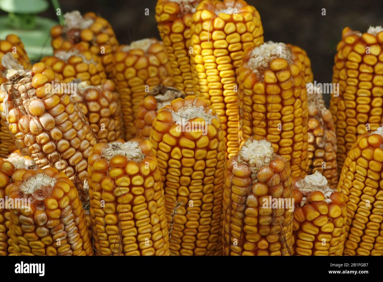 Wicker basket with corn harvested.Fresh corn stored in a rustic basket ...