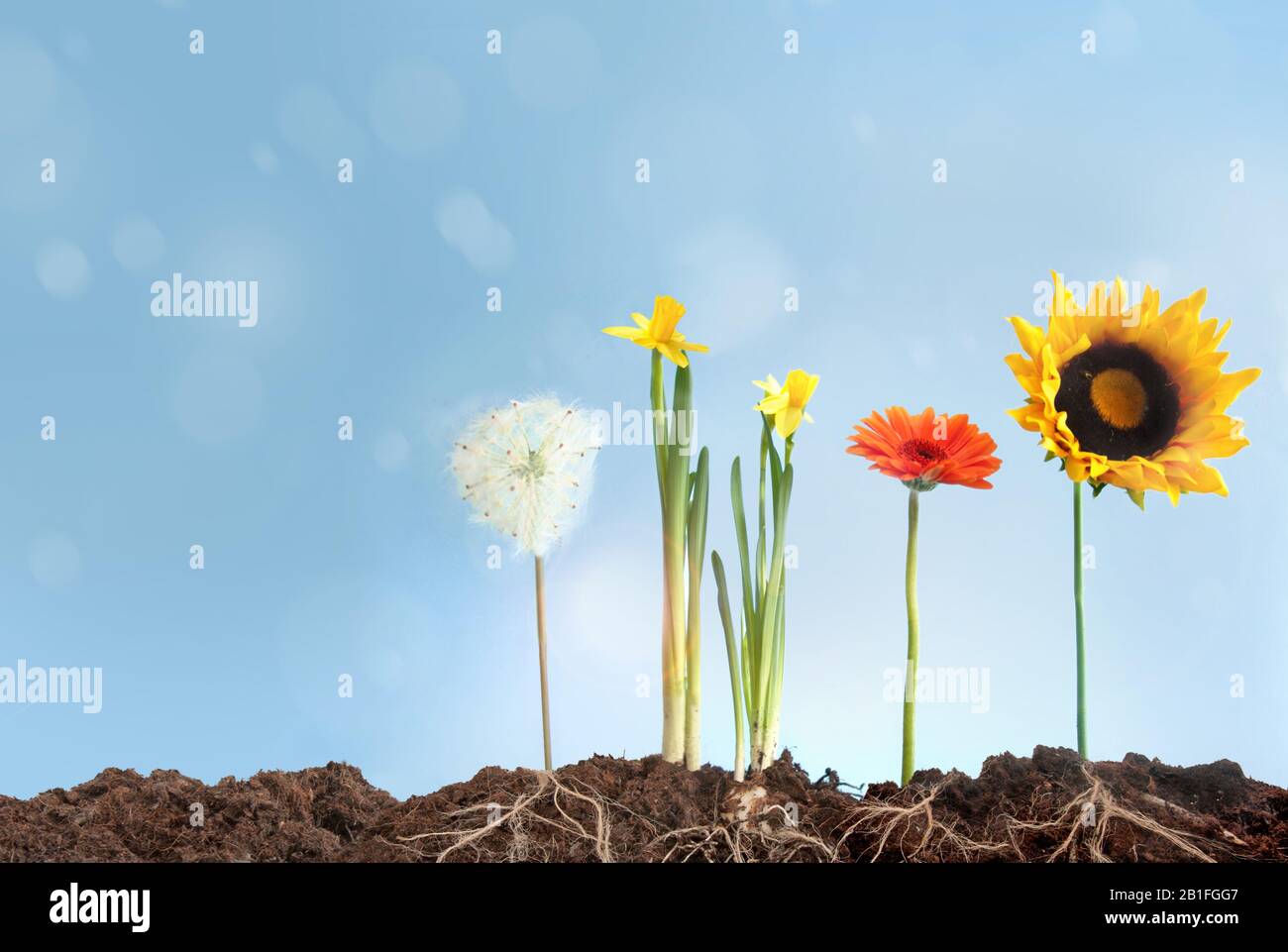 Dandelion root soil hi-res stock photography and images - Alamy