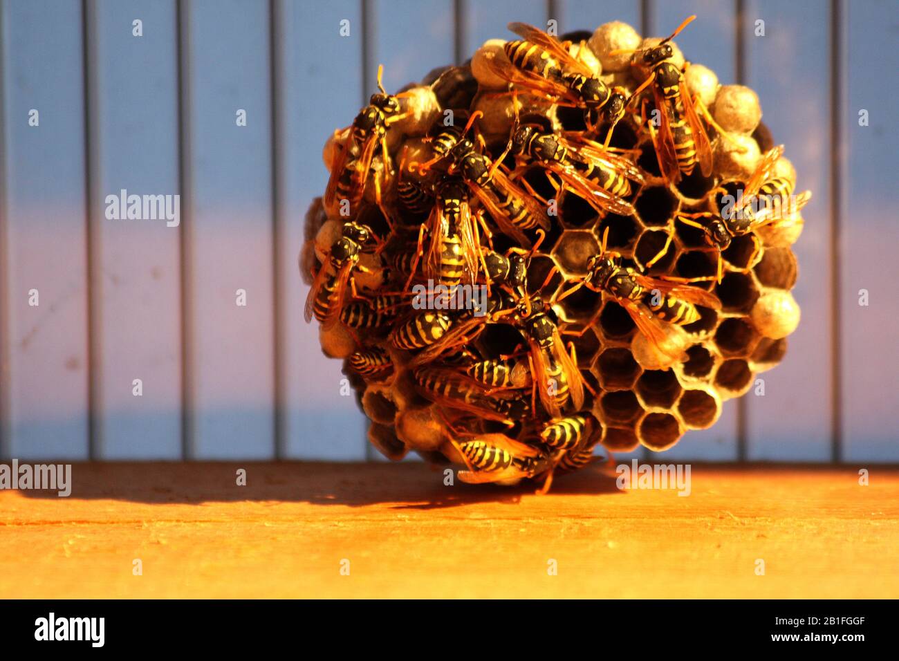 Round wild bee hive on a wooden table with blue background. Many busy ...