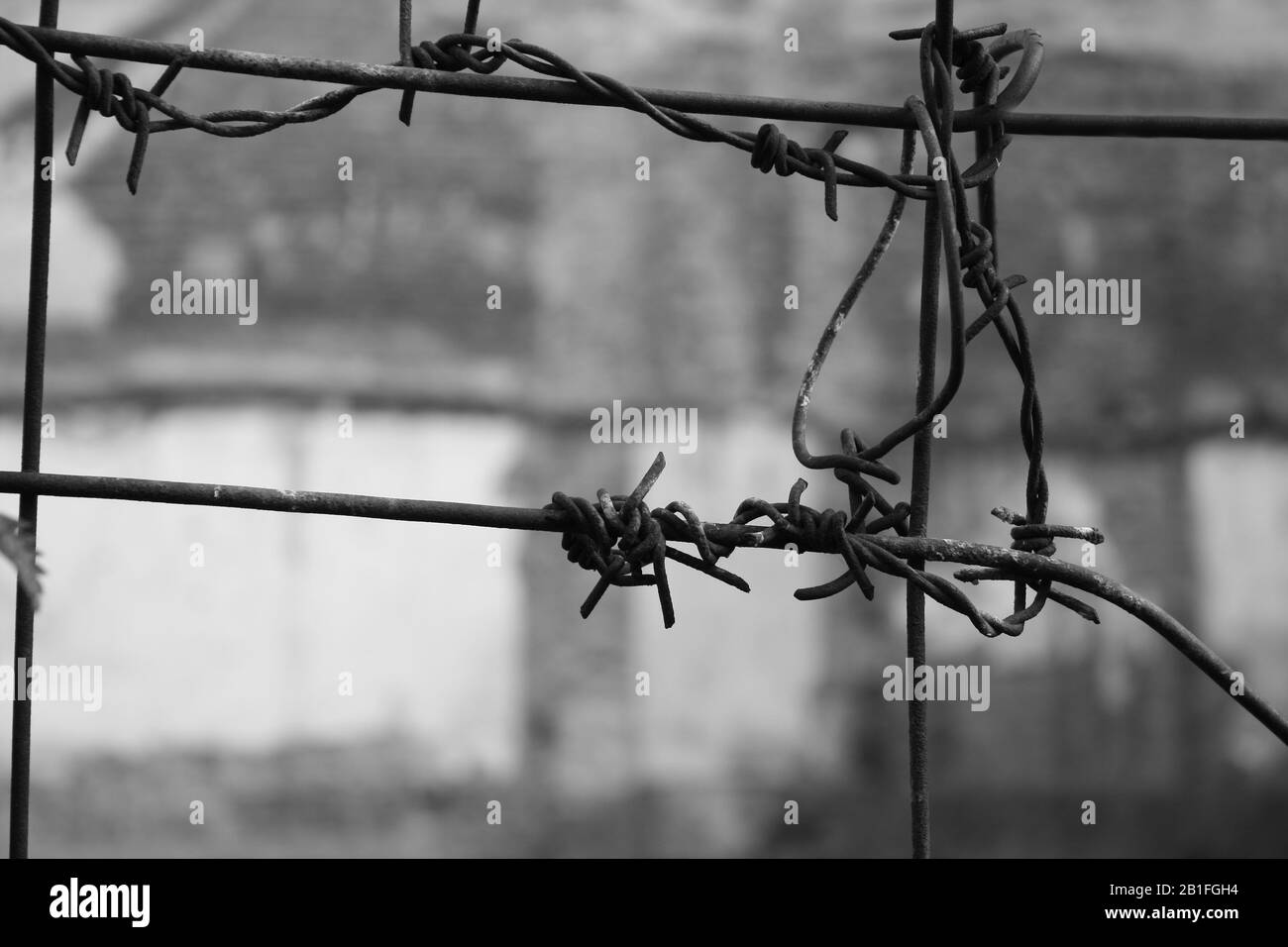 A barb wire net with a knot. No escape. Danger zone. Black and white ...