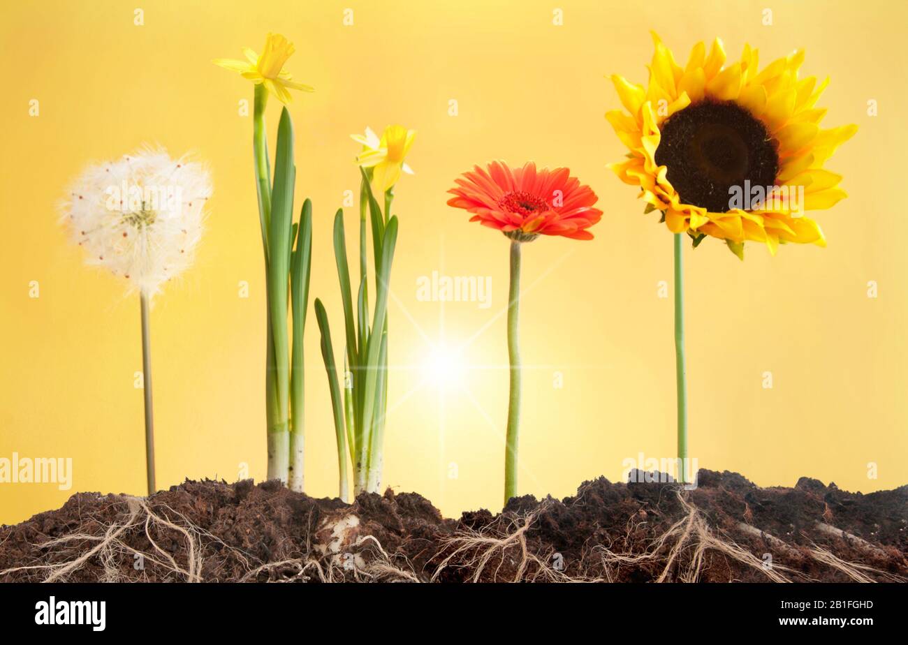 Spring flowers growing in earth with roots showing Stock Photo - Alamy