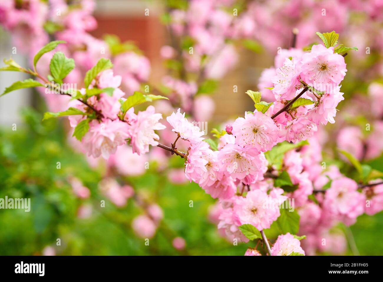 Spring flowering bush pink flowers. Blooming spring bush Stock Photo ...