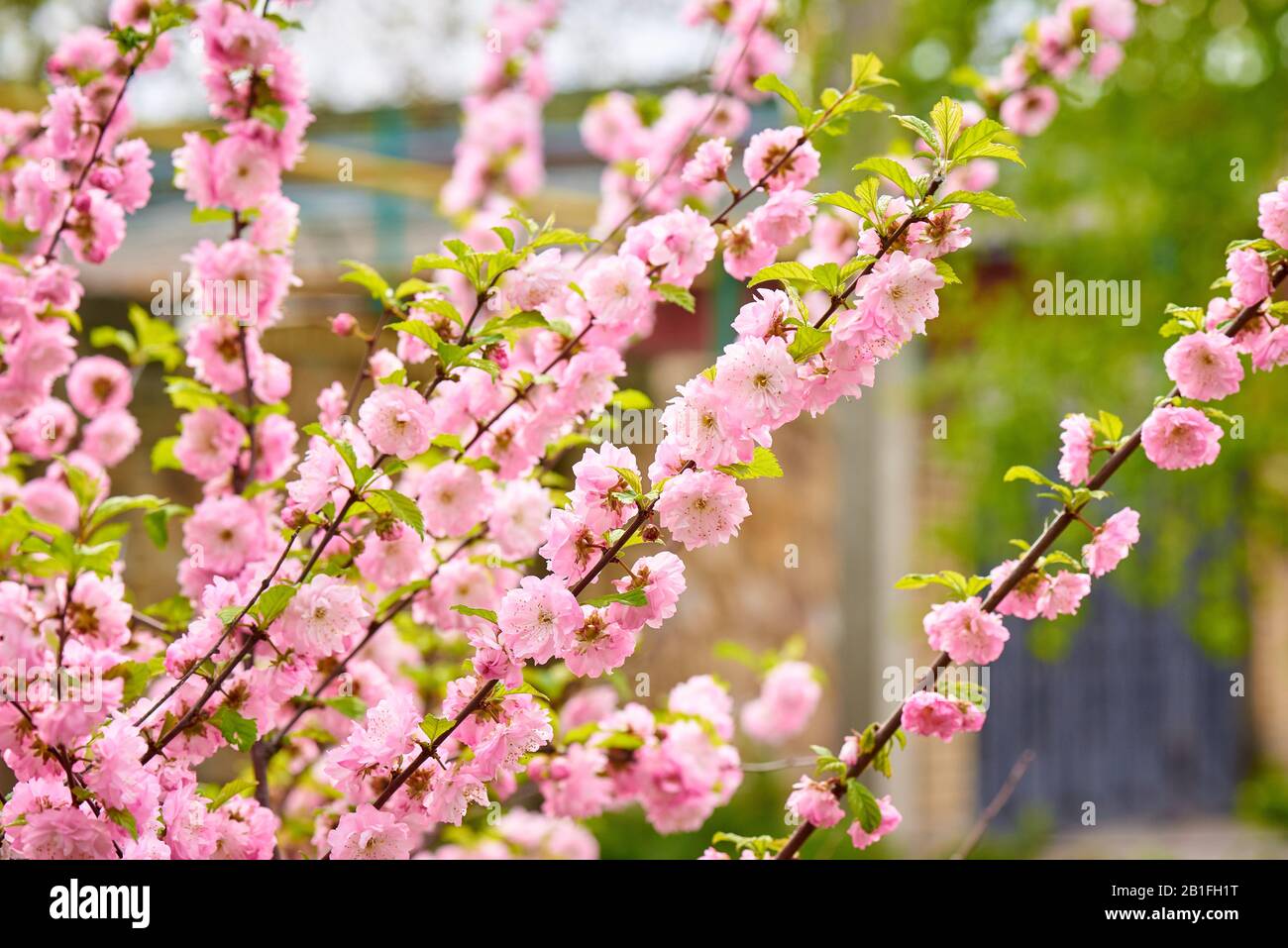 Spring flowering bush pink flowers. Blooming spring bush Stock Photo ...