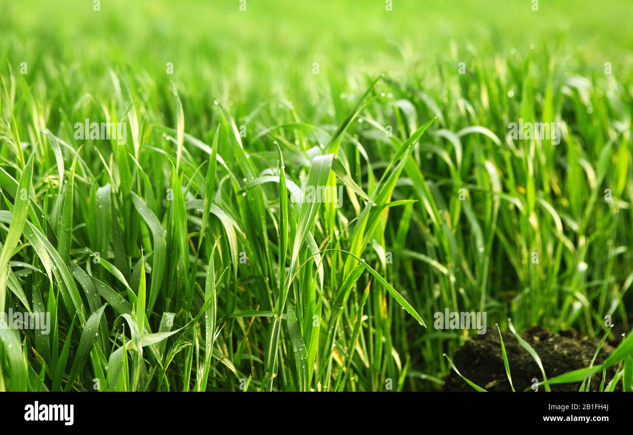 Spring awakening. Fresh grass grows from ground Stock Photo - Alamy