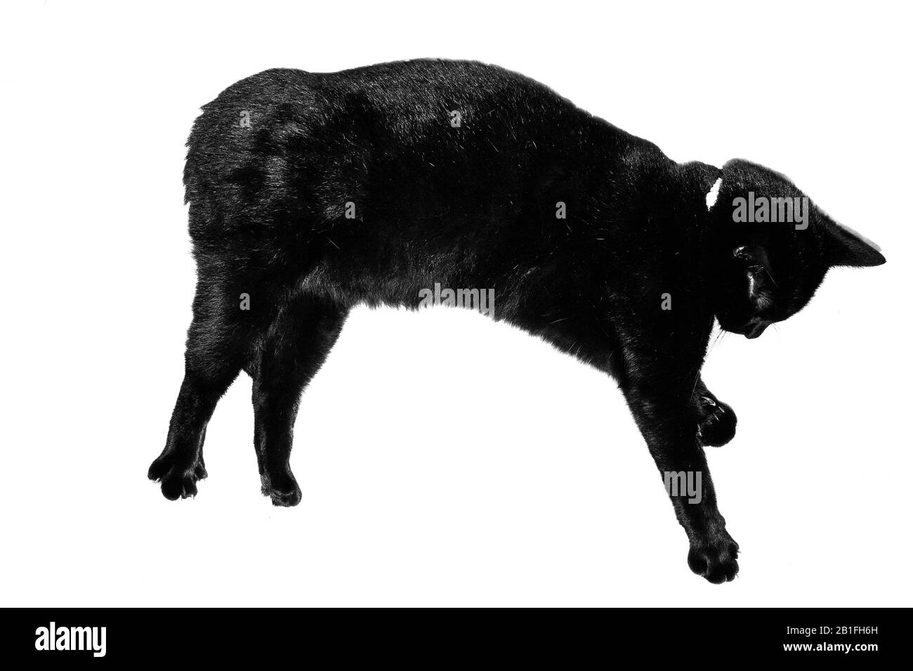 Smoothcat hi-res stock photography and images - Alamy