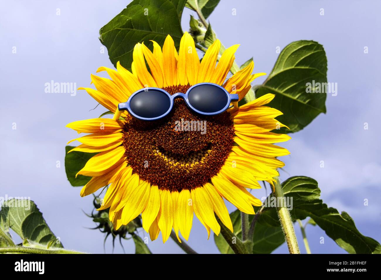 Smiling sunflower with blue sunglasses Stock Photo - Alamy