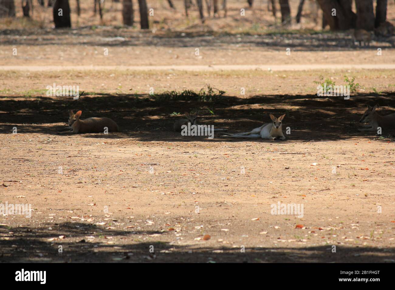 Wallaroo group sitting in shade, Western Australia Stock Photo - Alamy