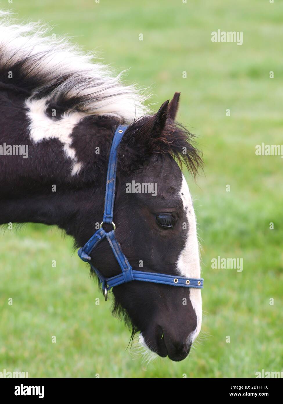 A headshot of a cute piebald cob foal in a headcollar Stock Photo - Alamy