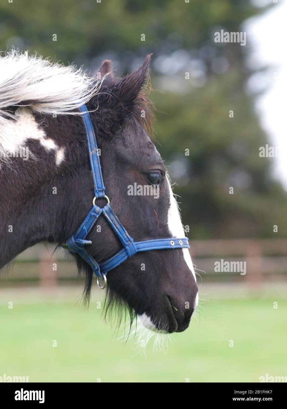 A headshot of a cute piebald cob foal in a headcollar Stock Photo - Alamy
