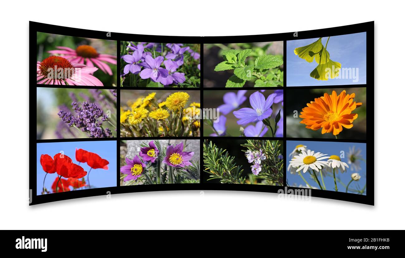 Different medical plants Stock Photo - Alamy