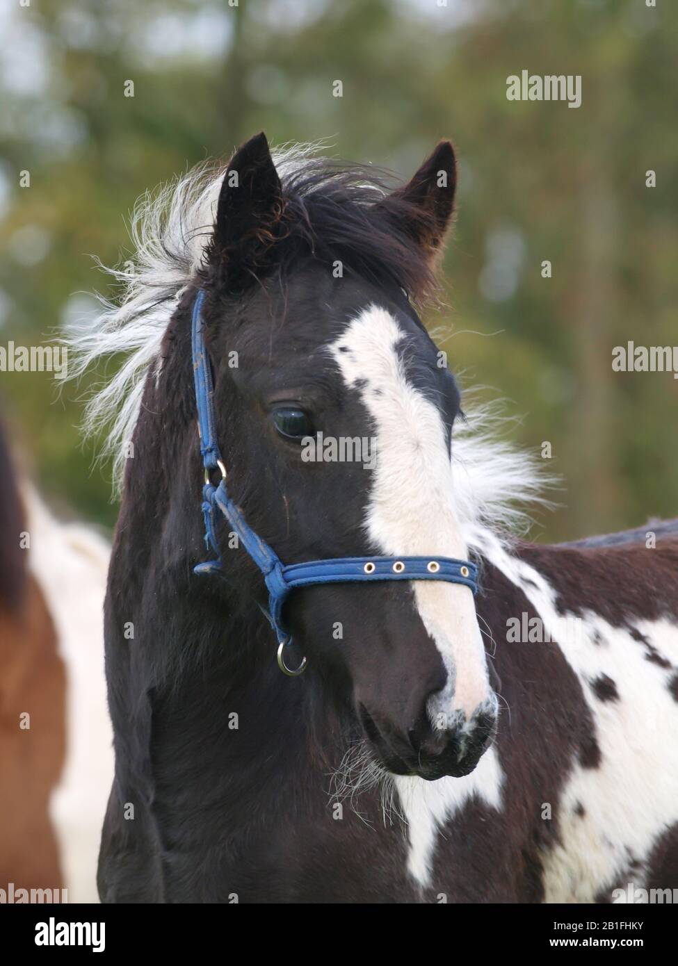A headshot of a cute piebald cob foal in a headcollar Stock Photo - Alamy