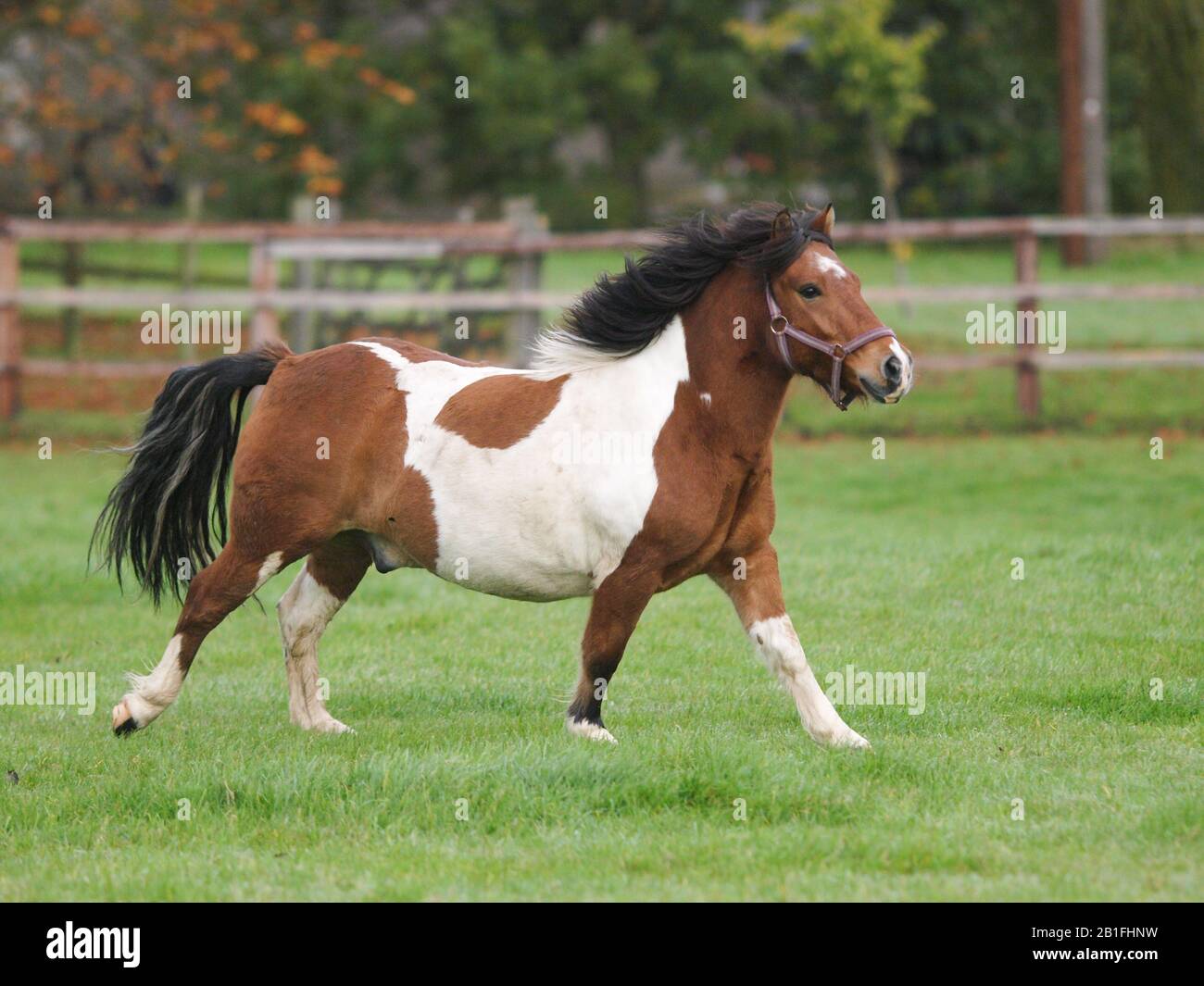A small but overweight pony runs through a grass paddock Stock Photo ...