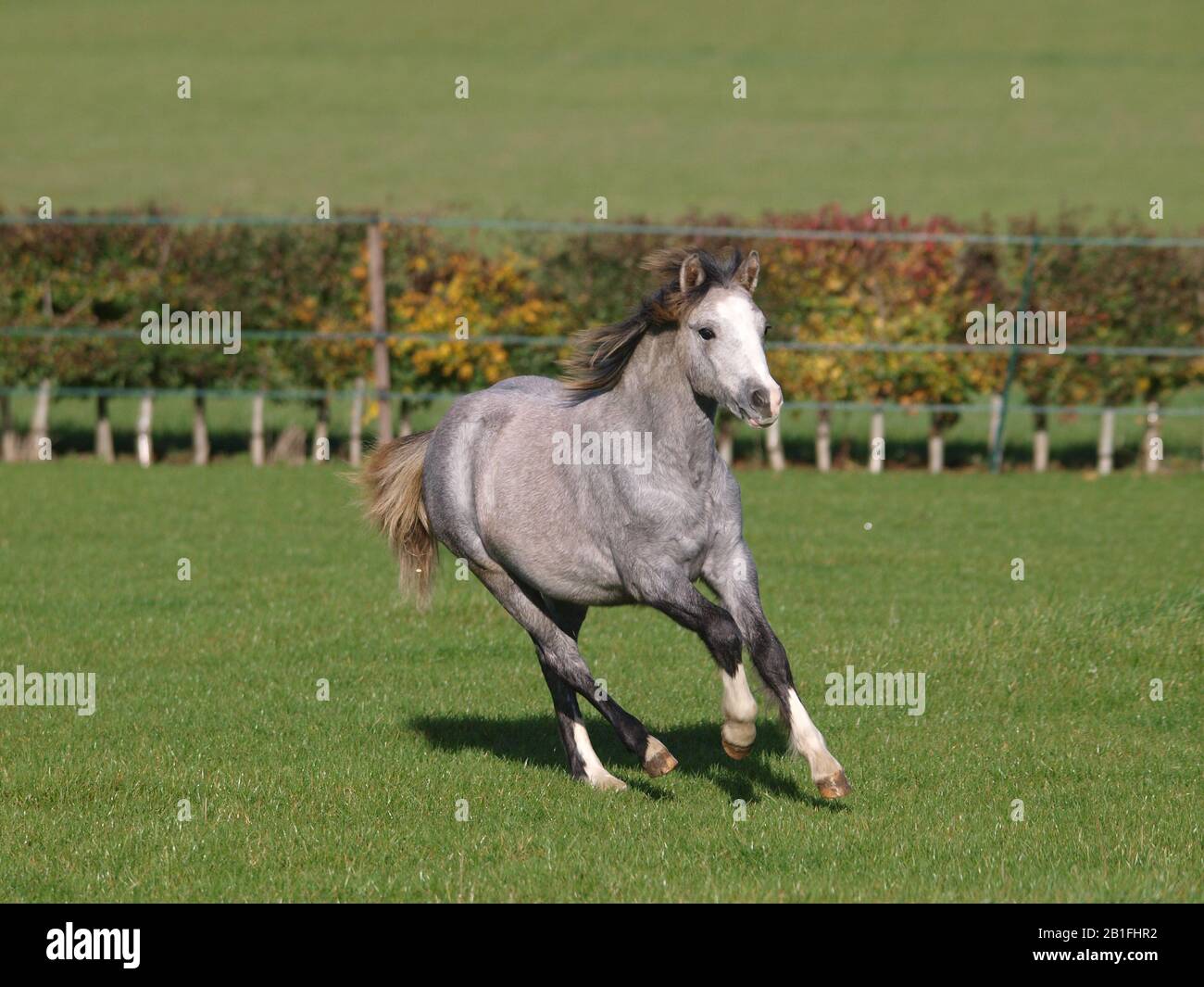 A young grey Welsh pony plays in a paddock Stock Photo - Alamy