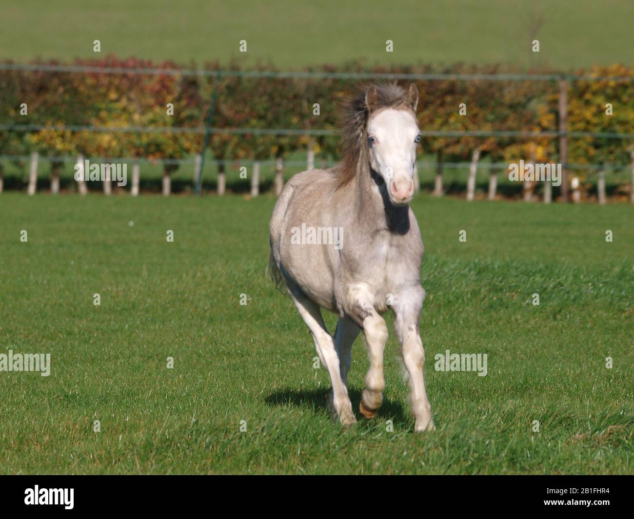 Welsh mountain pony section foal hi-res stock photography and images ...