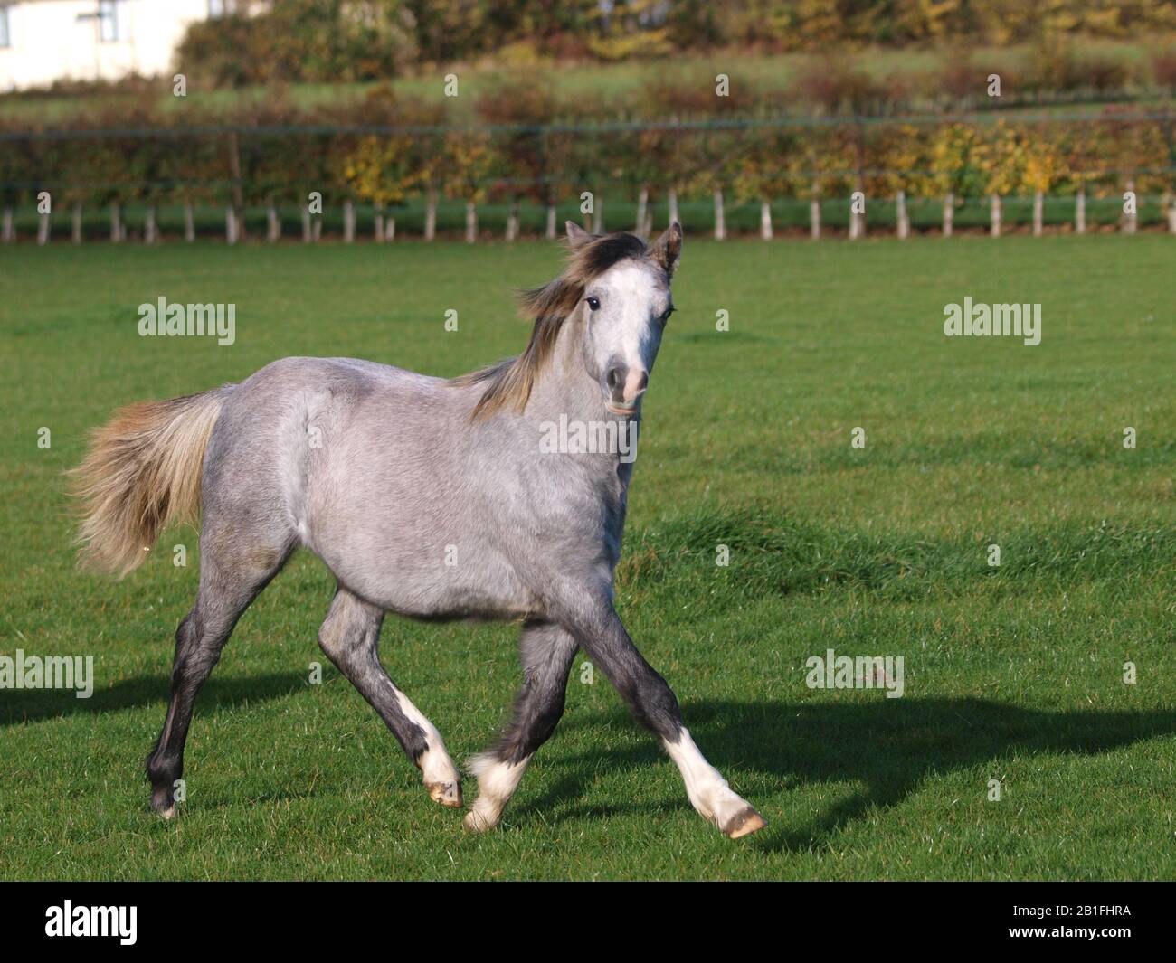 A young grey Welsh pony plays in a paddock Stock Photo - Alamy