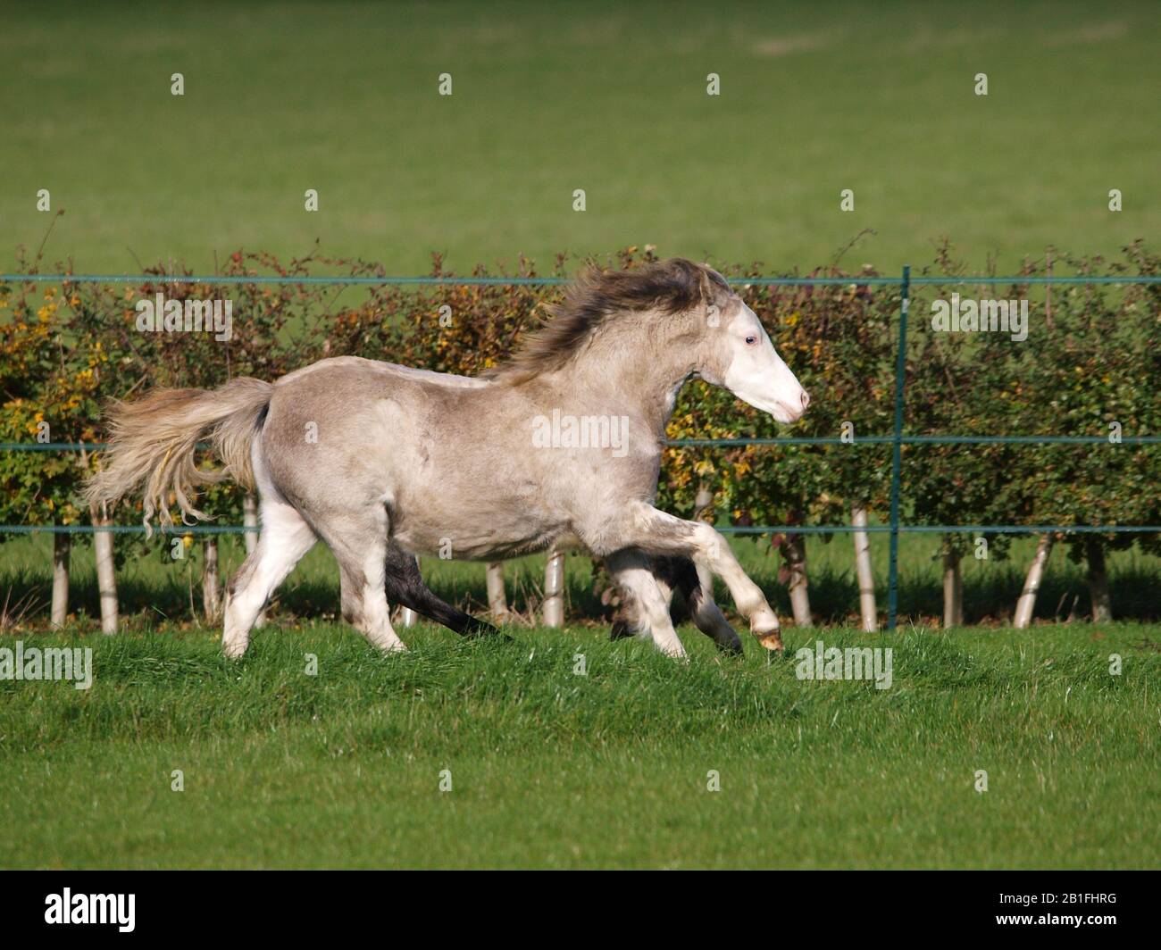 Welsh mountain pony section foal hi-res stock photography and images ...