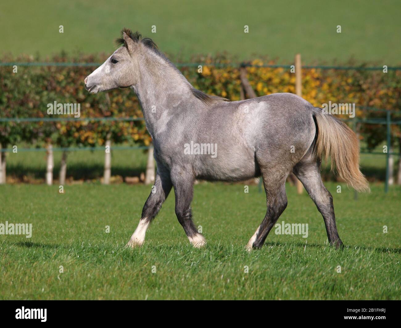 A young grey Welsh pony plays in a paddock Stock Photo - Alamy