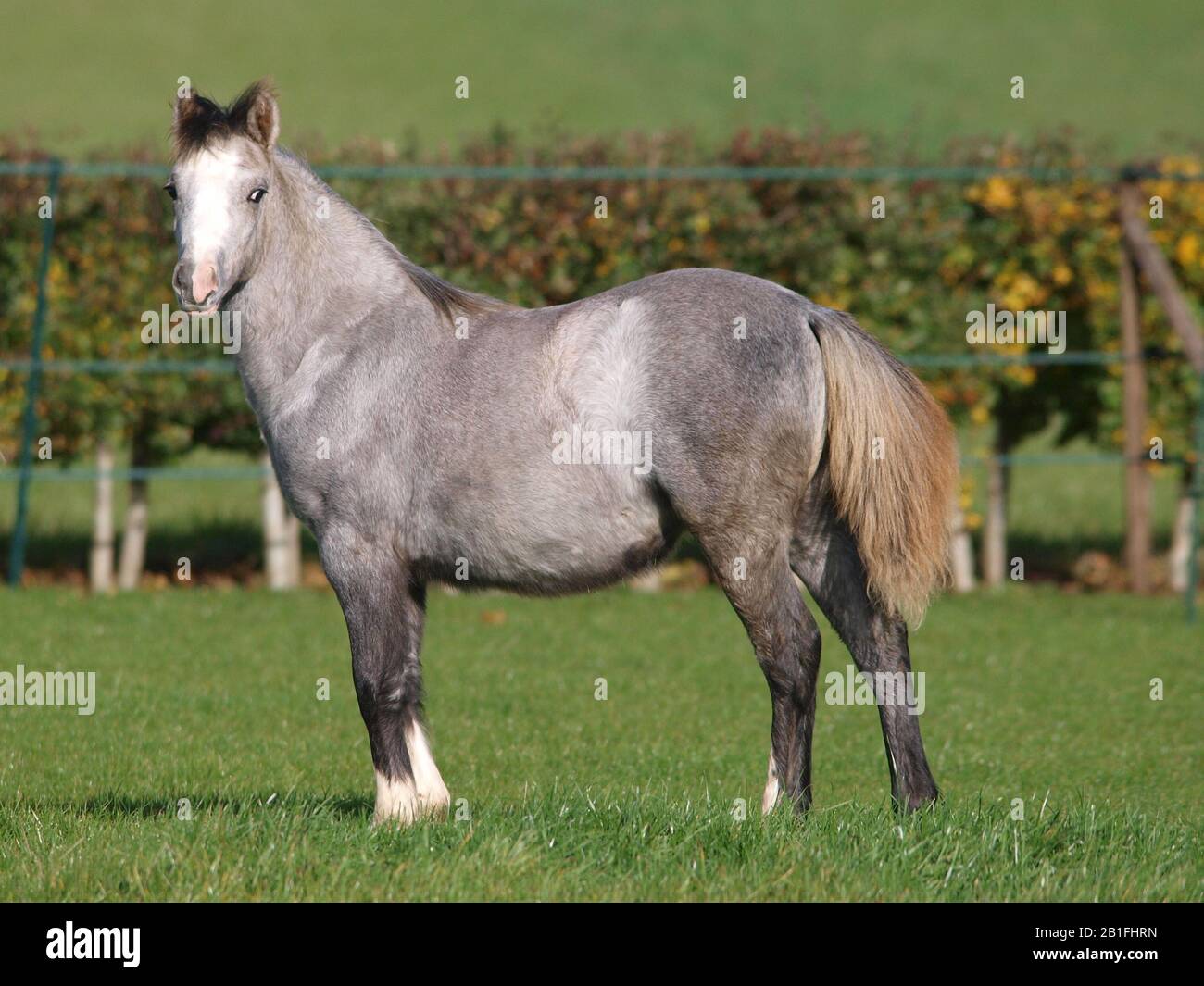 A pretty grey young pony standing in beautiful light Stock Photo - Alamy