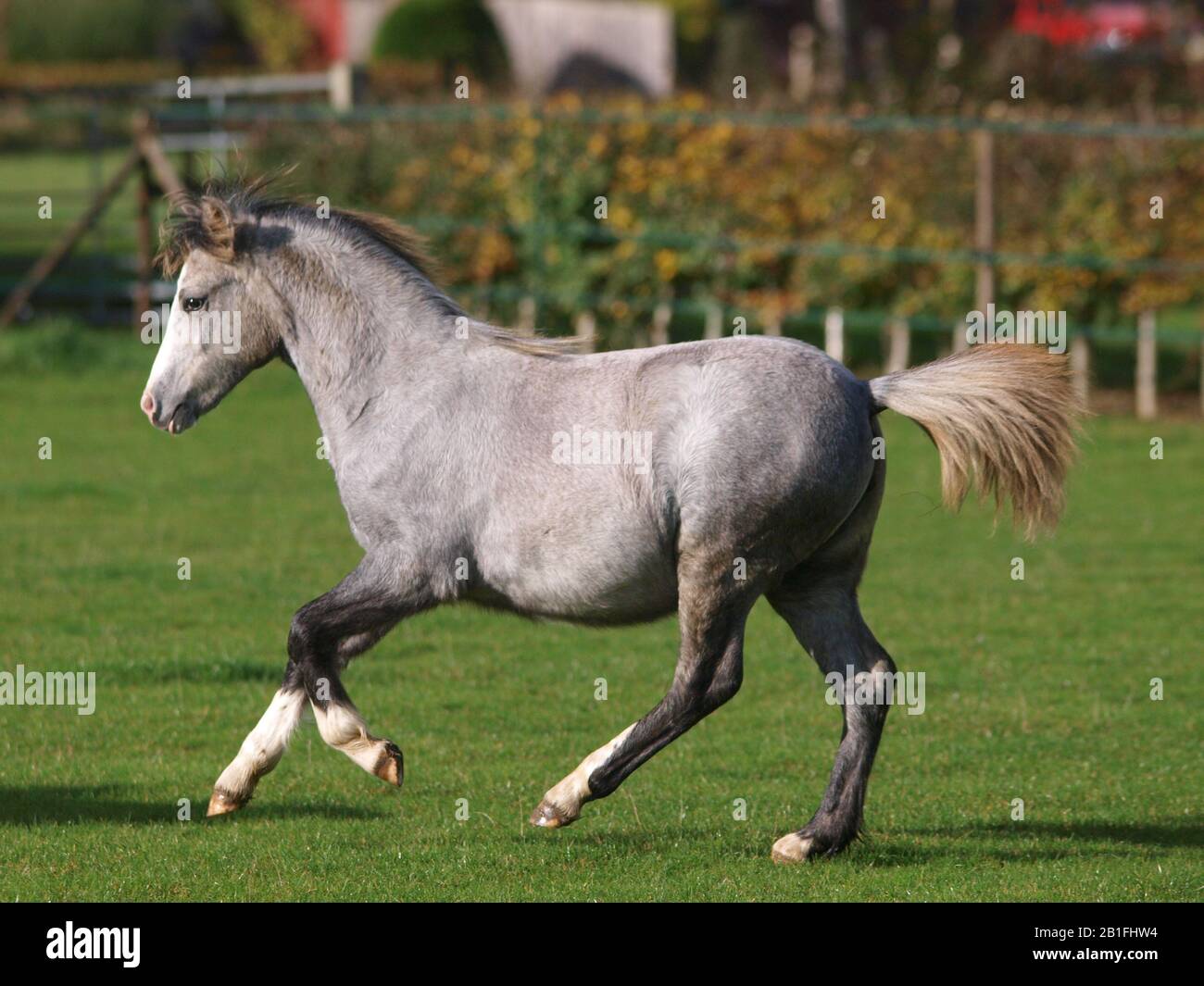 Welsh mountain pony section foal hi-res stock photography and images ...