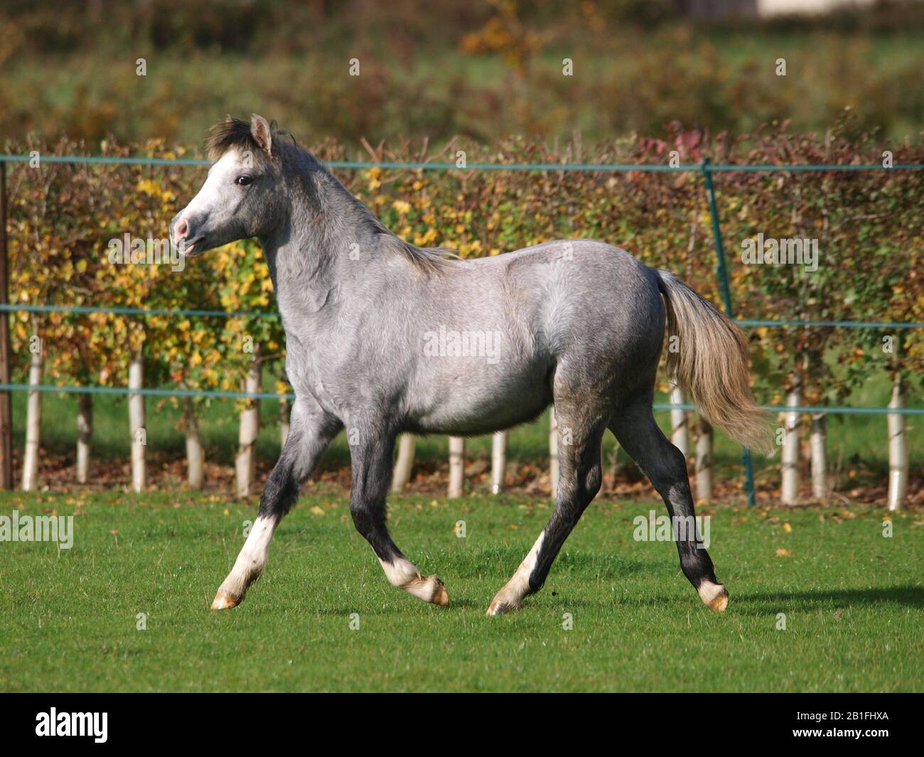 A young grey Welsh pony plays in a paddock Stock Photo - Alamy