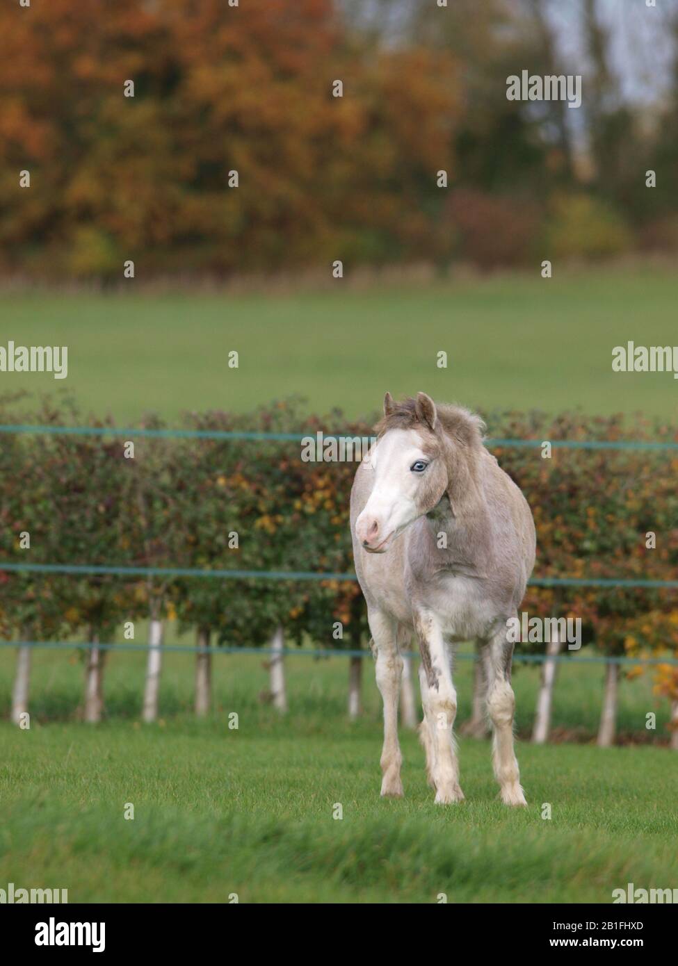 A pretty grey young pony standing in beautiful light Stock Photo - Alamy