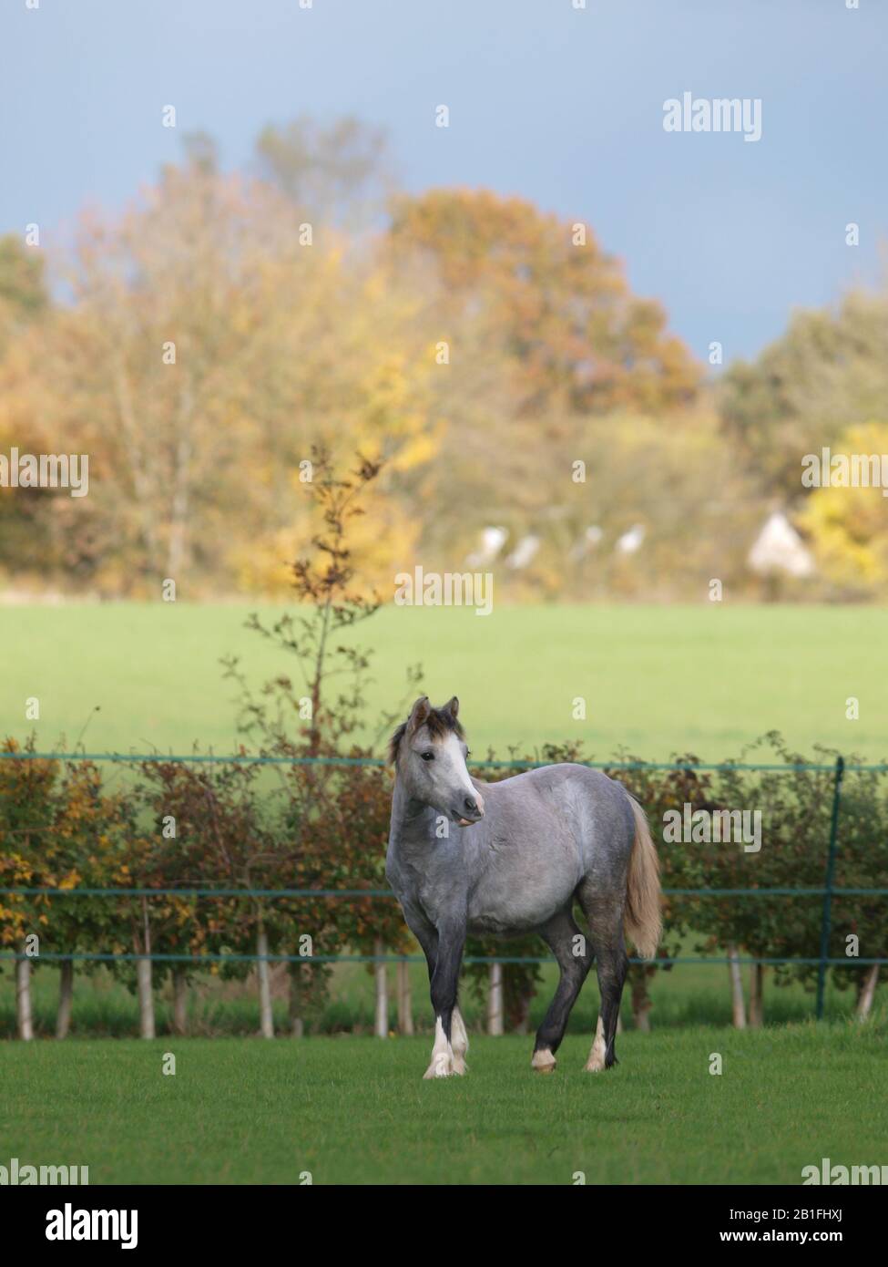 A pretty grey young pony standing in beautiful light Stock Photo - Alamy