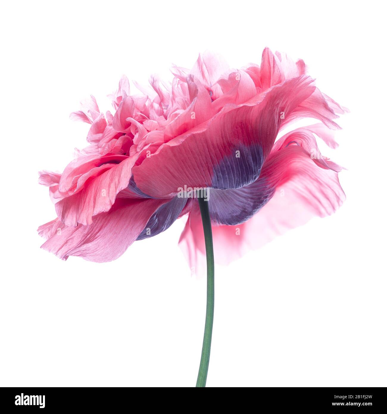 Peony poppy hi-res stock photography and images - Alamy