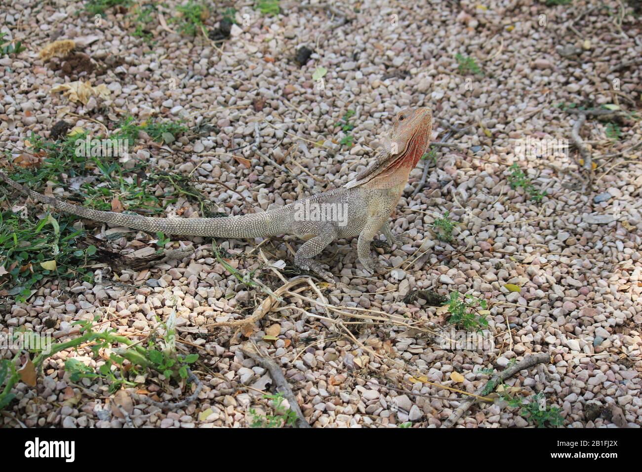 Frilled Neck Lizard High Resolution Stock Photography and Images - Alamy
