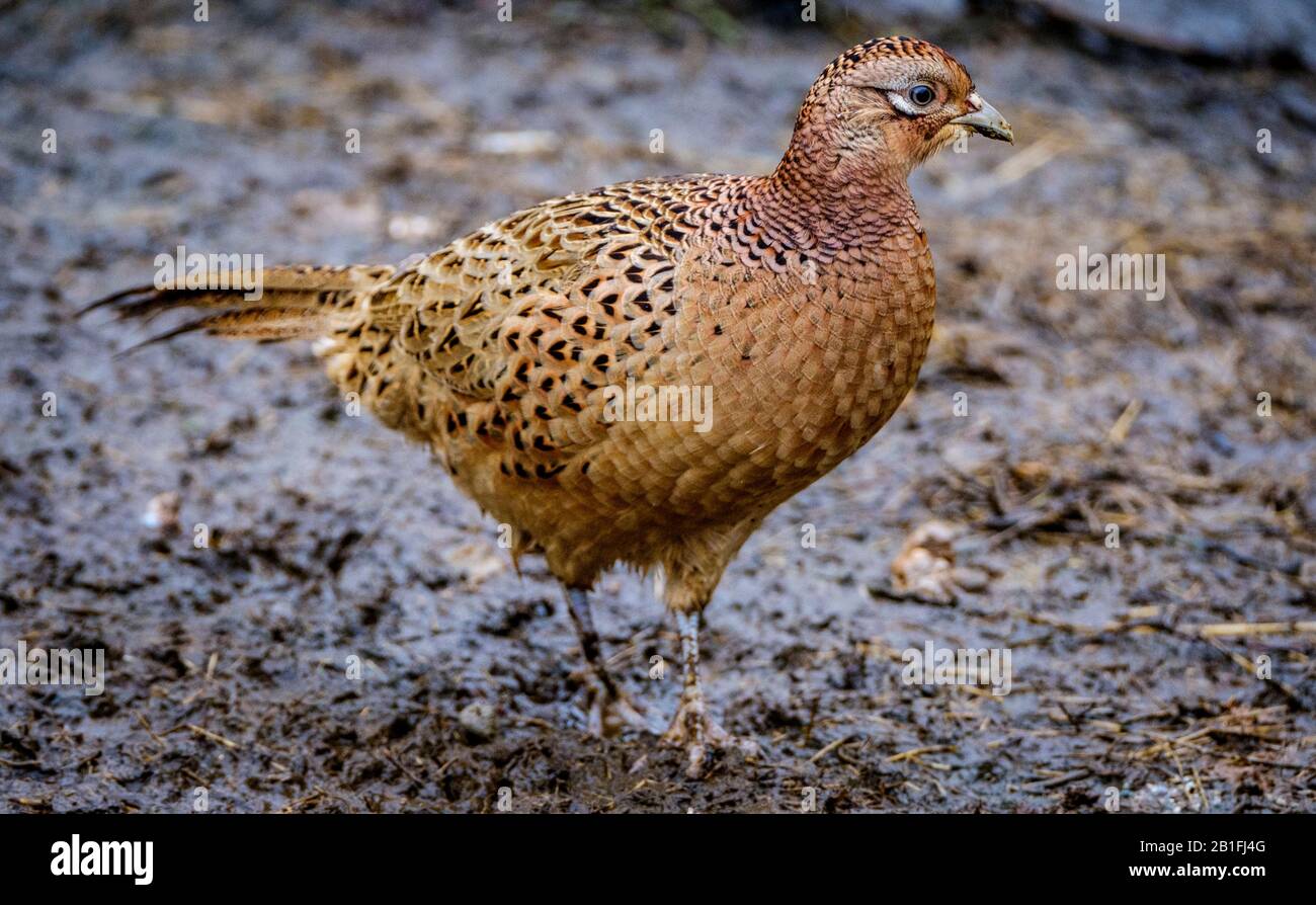 Female pheasant (Phasianus colchicus) in South Lanarkshire, Scotland ...